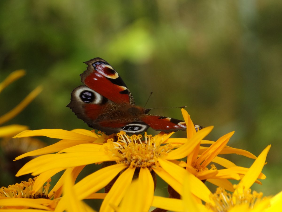 Taurenis - Valmieras Ziņas